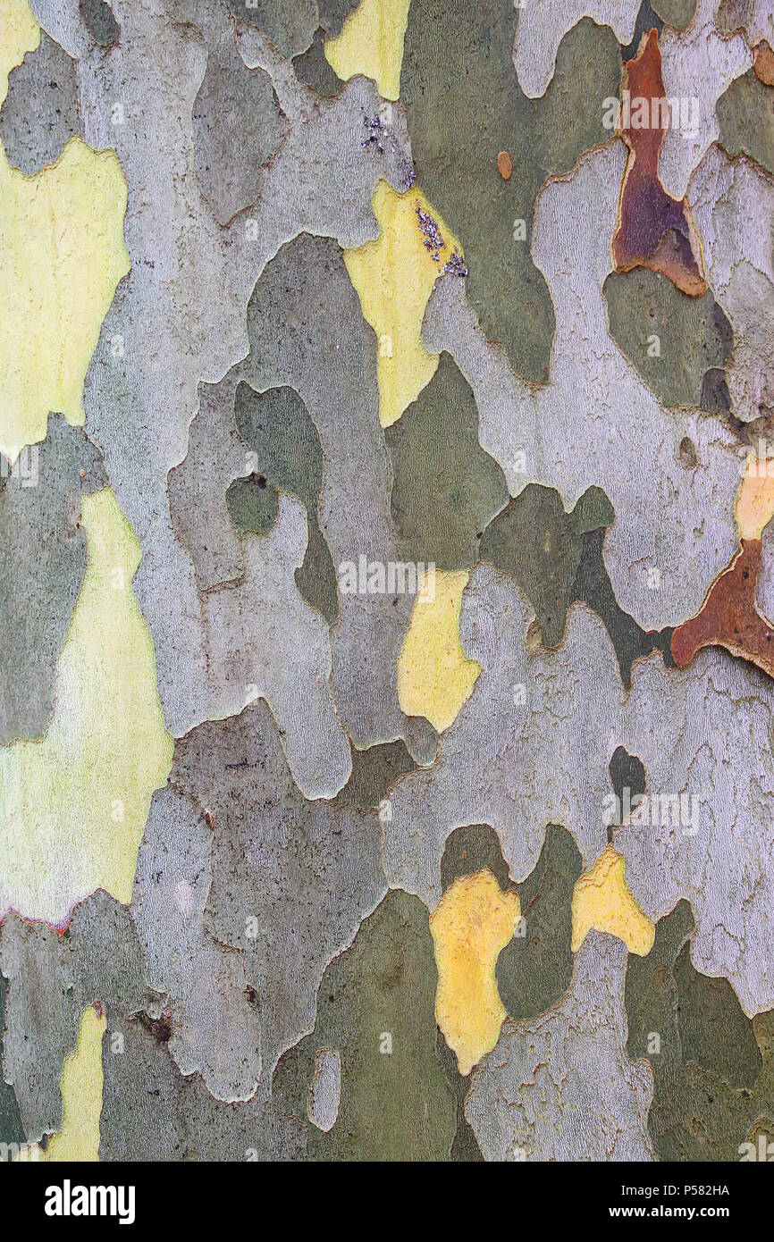 Sycamore tree trunk hi-res stock photography and images - Alamy