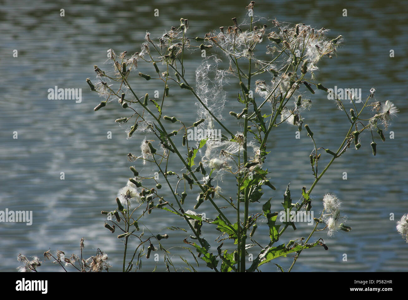 Groundsel's seeds being dispersed by the wind Stock Photo - Alamy