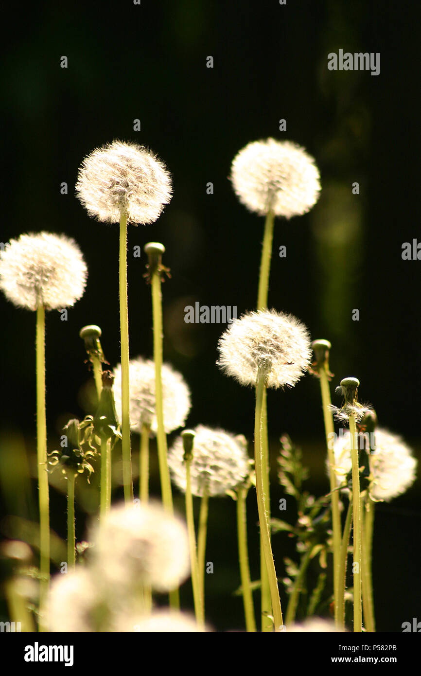 Dandelion puff balls/ seed heads Stock Photo - Alamy