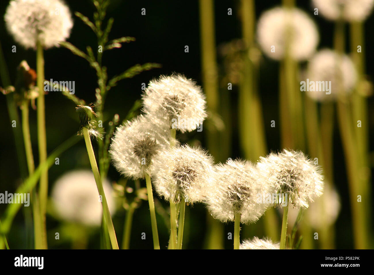 Fluffy seed balls hi-res stock photography and images - Alamy