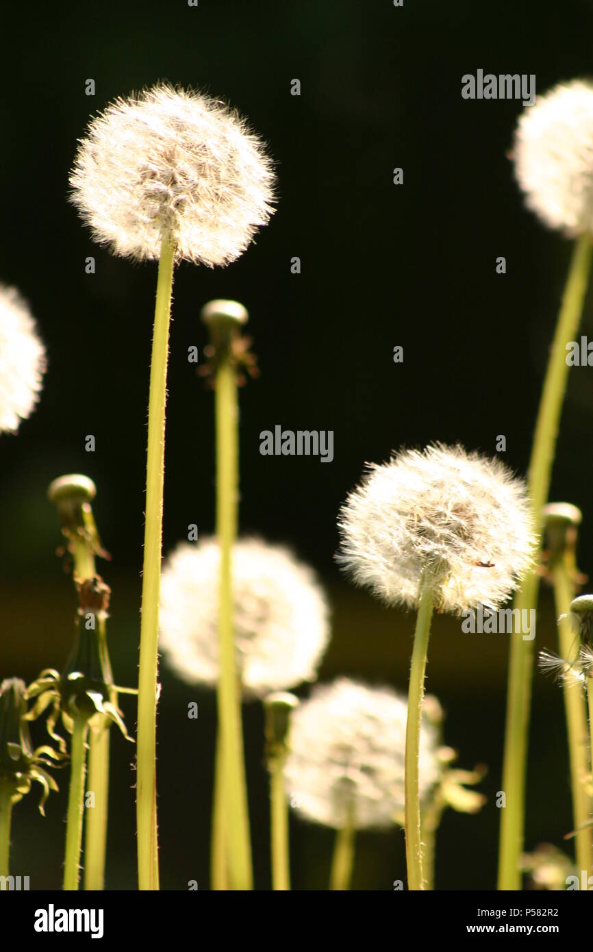 Dandelion puff balls/ seed heads Stock Photo - Alamy
