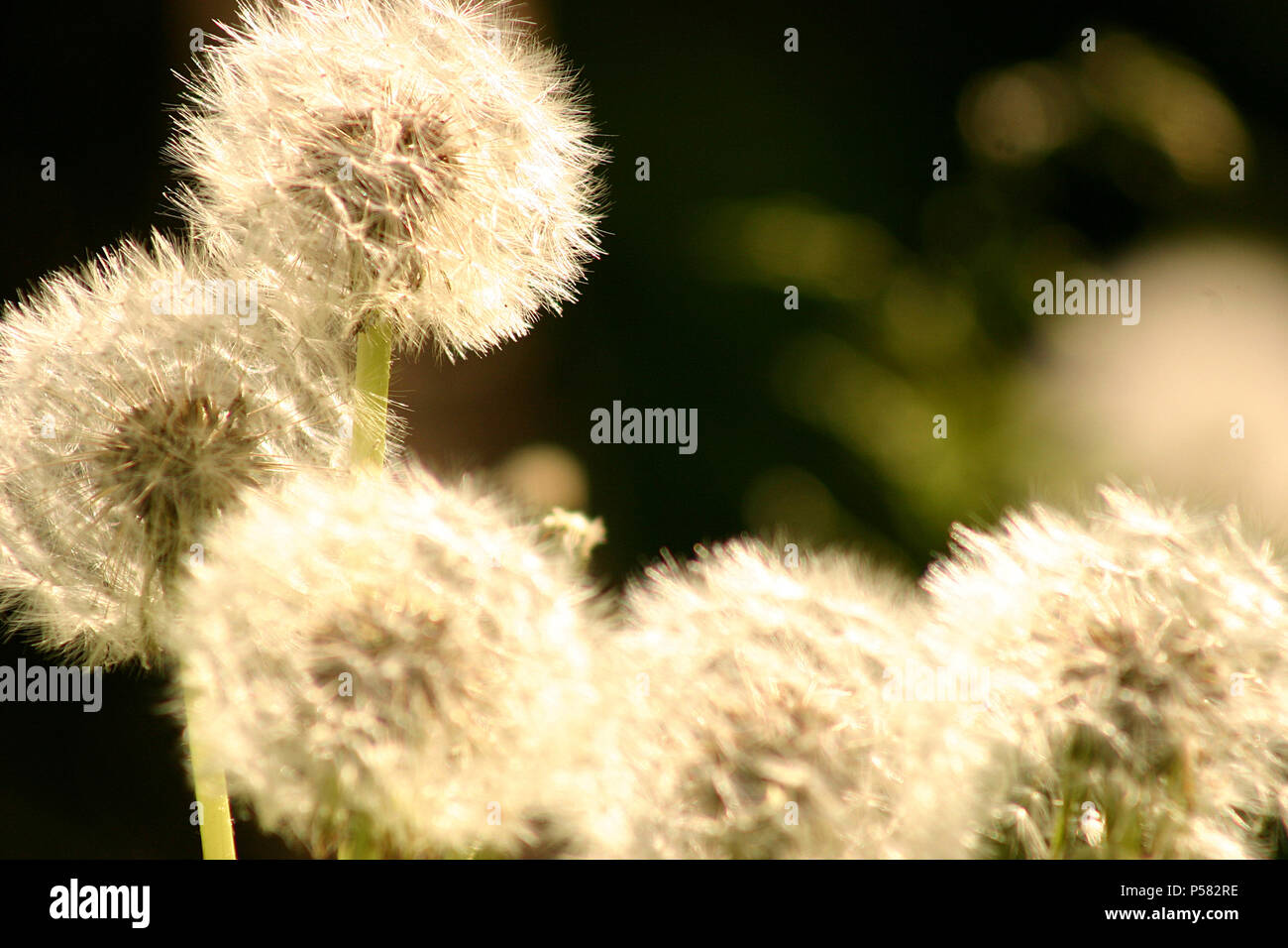 Dandelion puff balls hi-res stock photography and images - Alamy