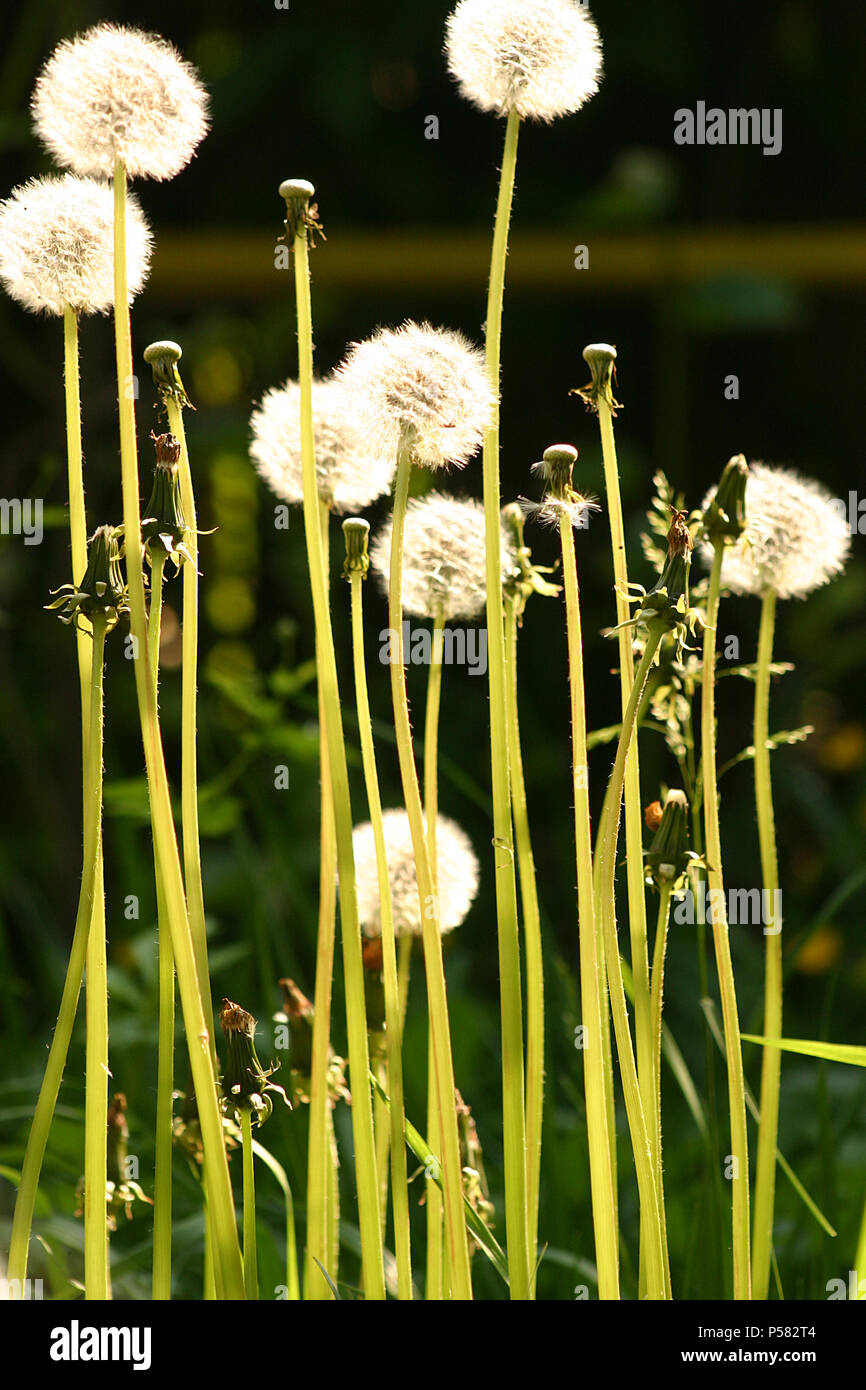 Dandelion puff balls/ seed heads Stock Photo - Alamy