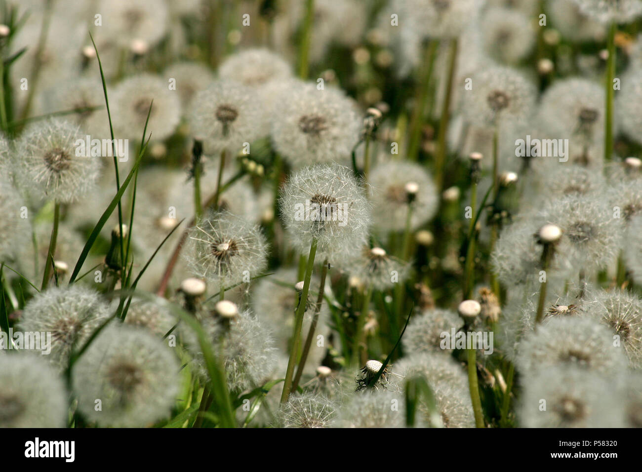 Dandelion blow balls hi-res stock photography and images - Alamy