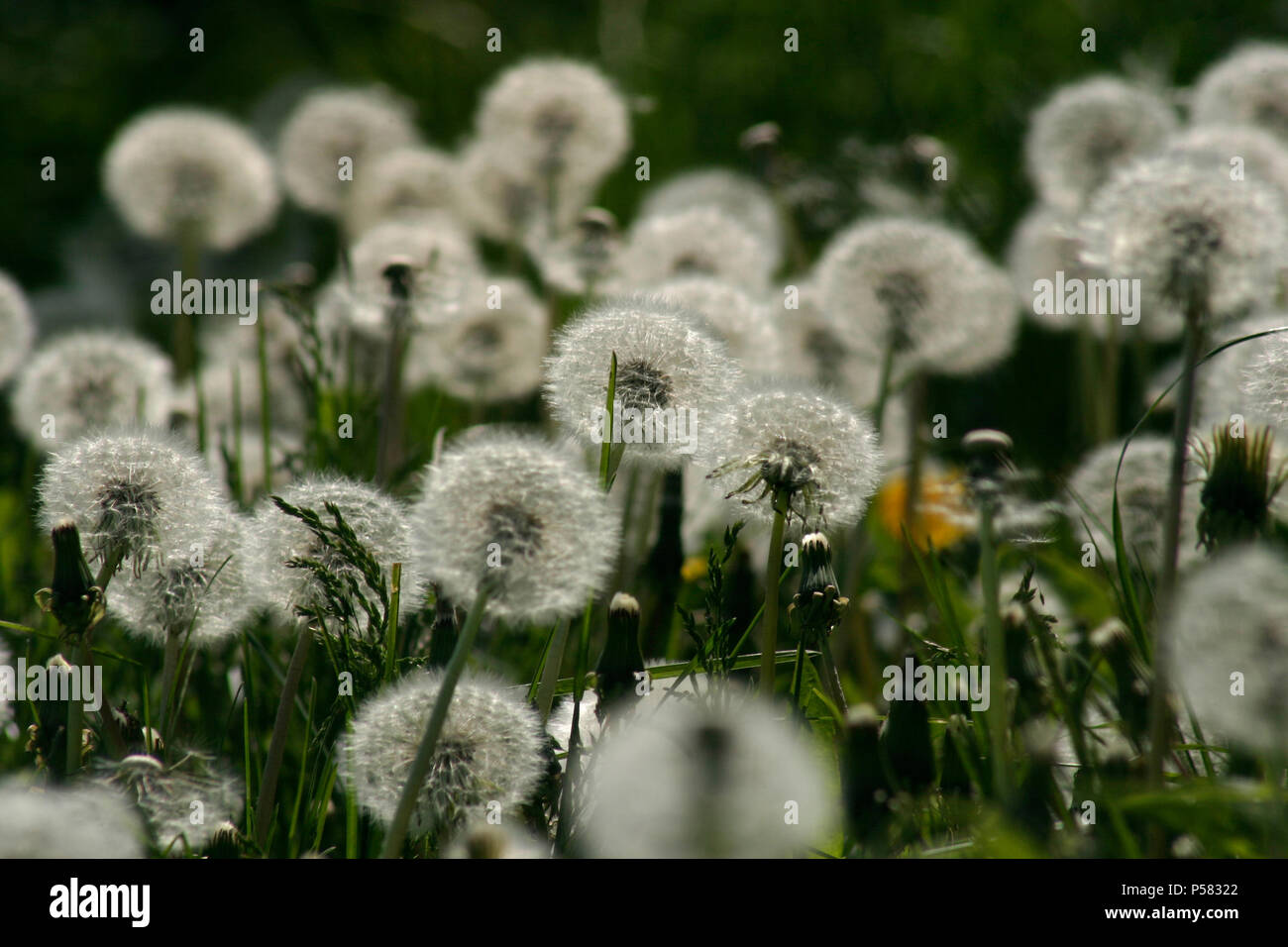 Dandelion blow balls hi-res stock photography and images - Alamy
