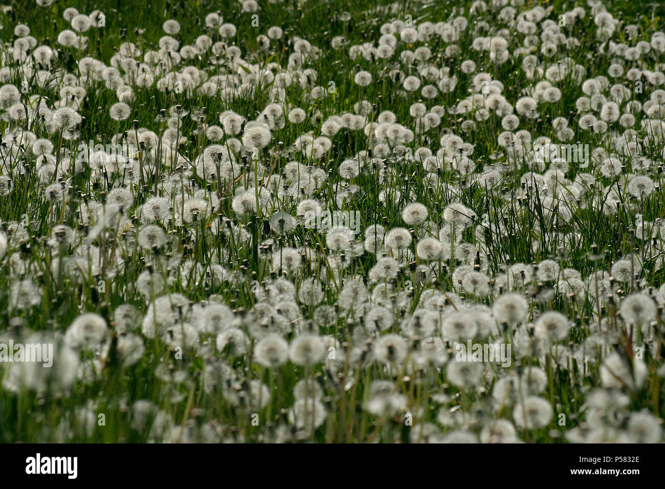 Spring puffballs hi-res stock photography and images - Alamy