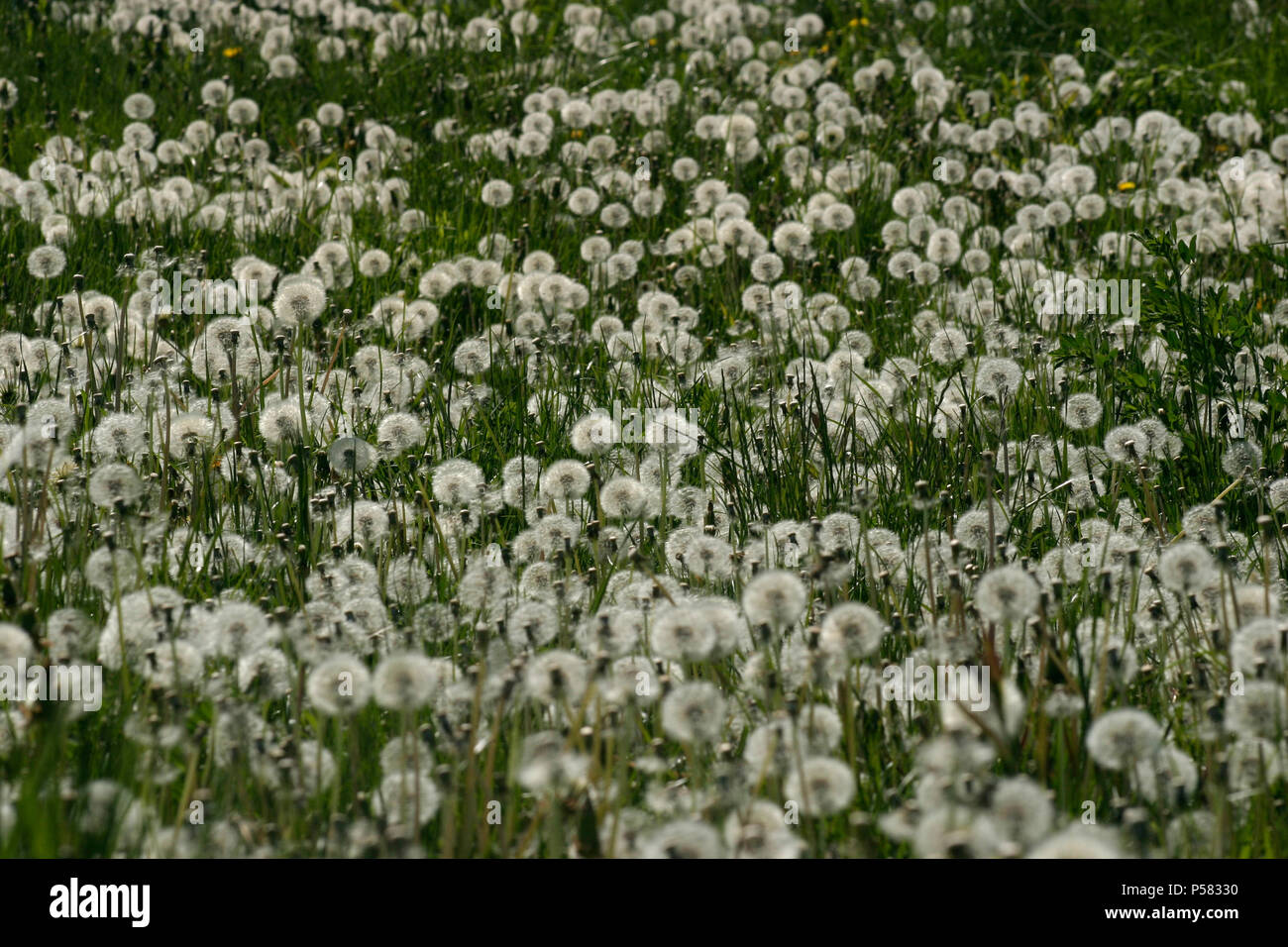 Spring puffballs hi-res stock photography and images - Alamy