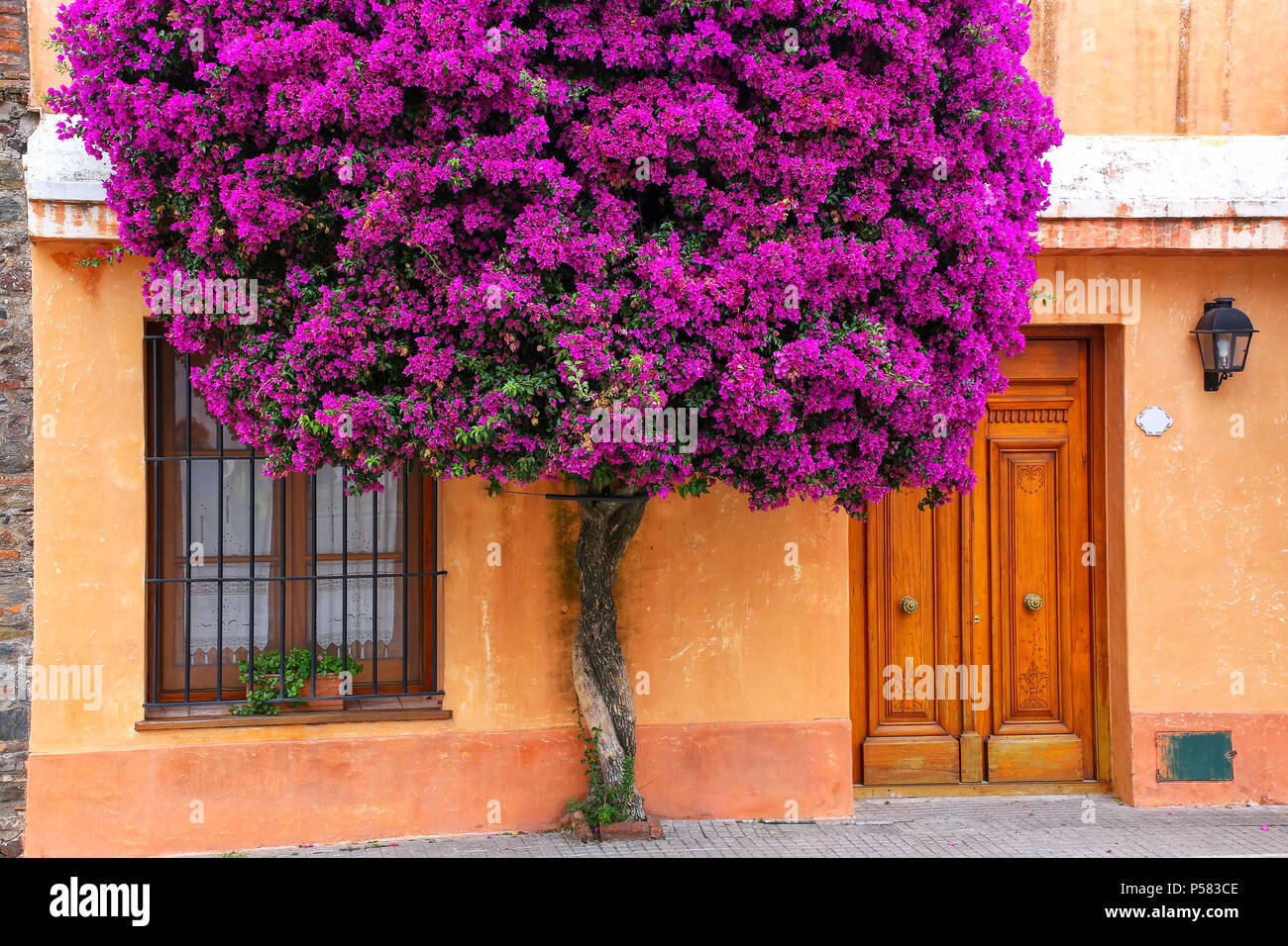 Bougainvillea tree growing by the house in historic quarter of Colonia ...