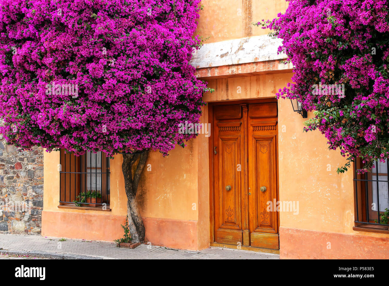 Bougainvillea trees growing by the house in historic quarter of Colonia ...