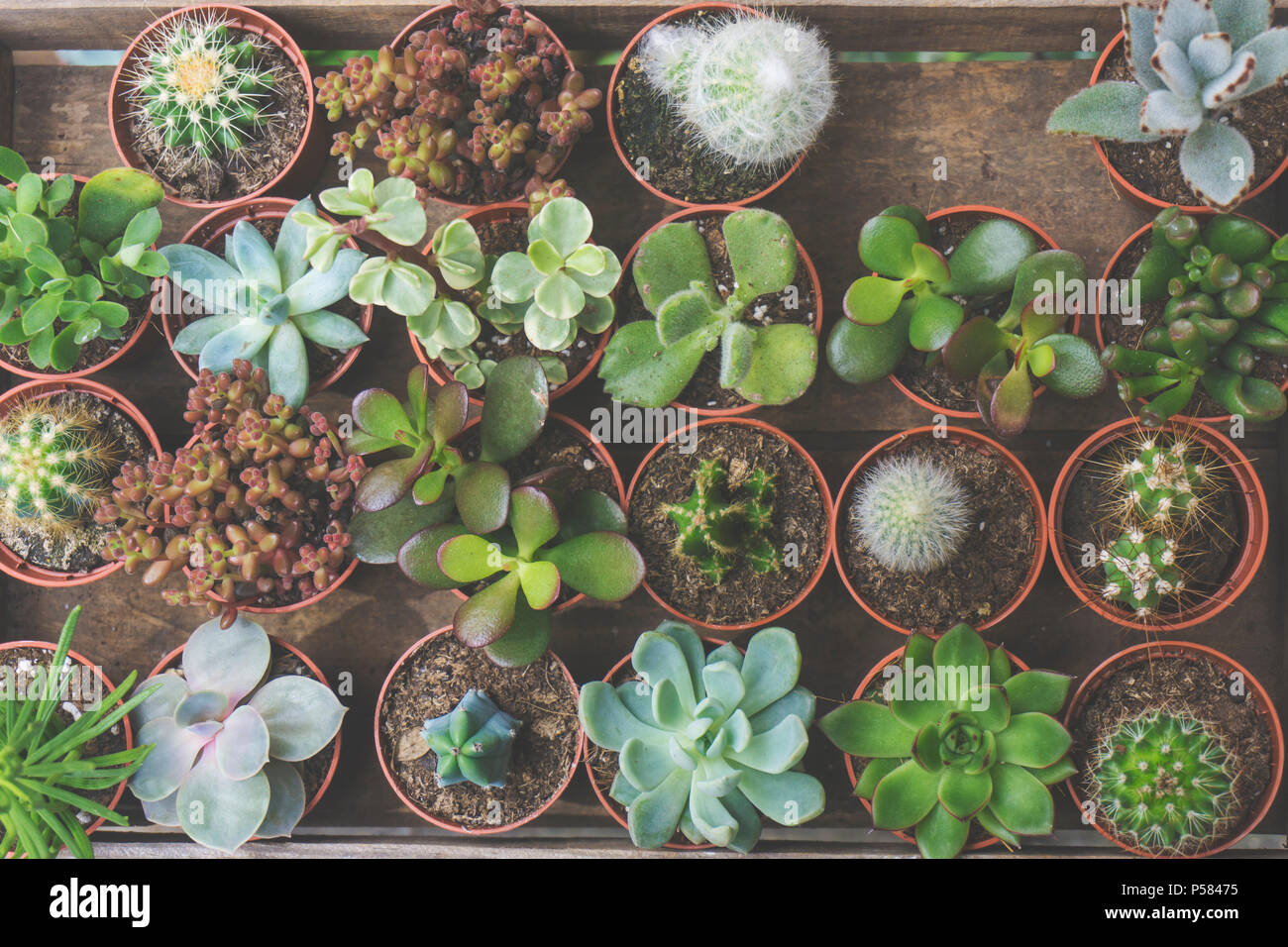 Succulents cactus overhead view hi-res stock photography and images - Alamy