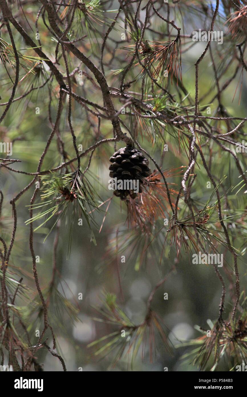 Aleppo pine tree cone hi-res stock photography and images - Alamy