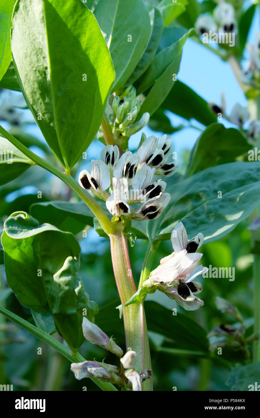 Vicia faba in flower hi-res stock photography and images - Alamy