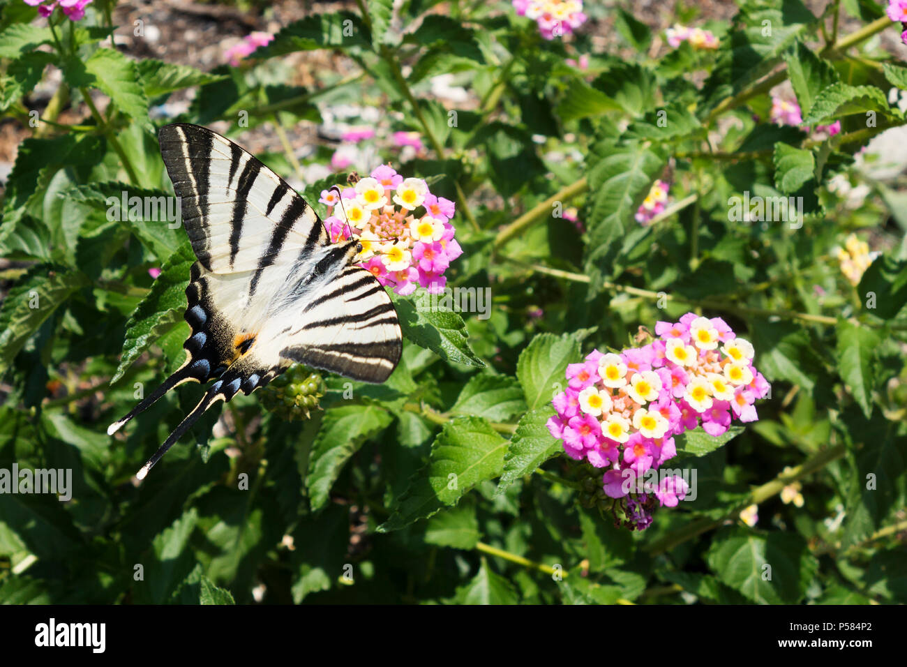 Scarce swallowtail butterfly hi-res stock photography and images - Alamy