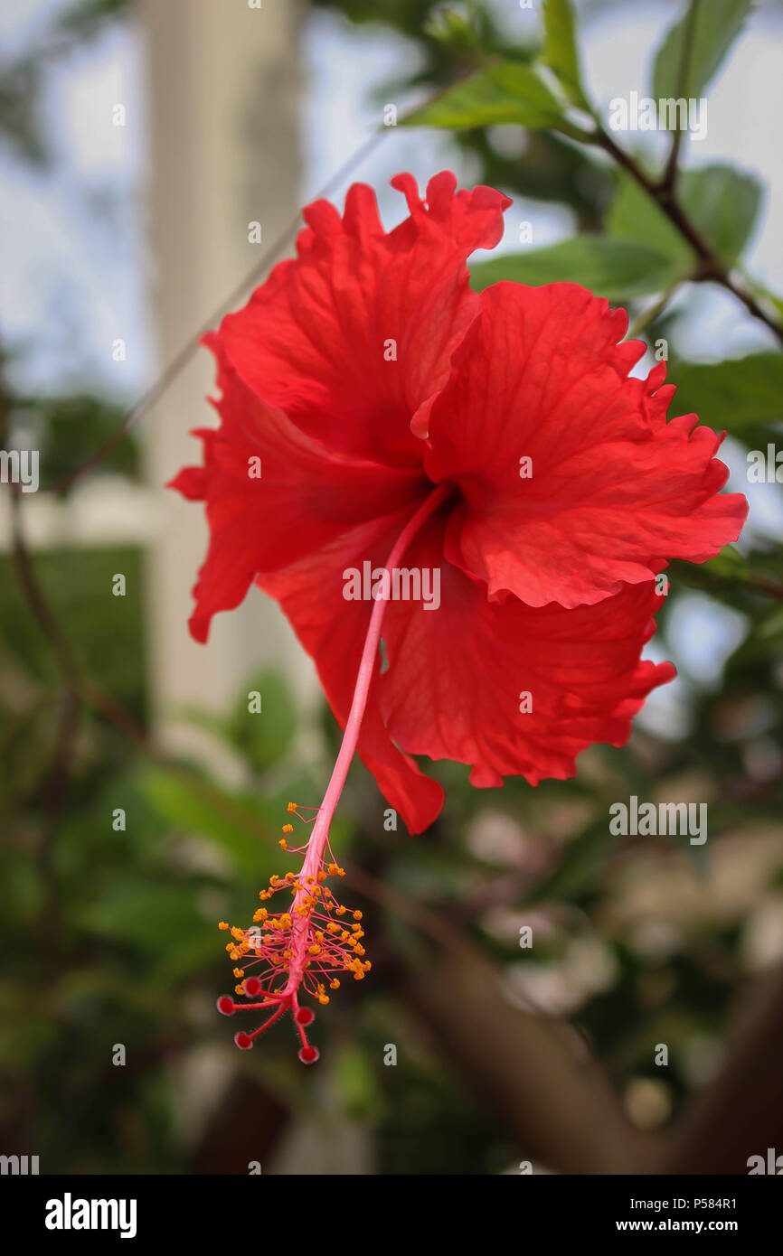 Single red flower of Hibiscus psyche Stock Photo - Alamy