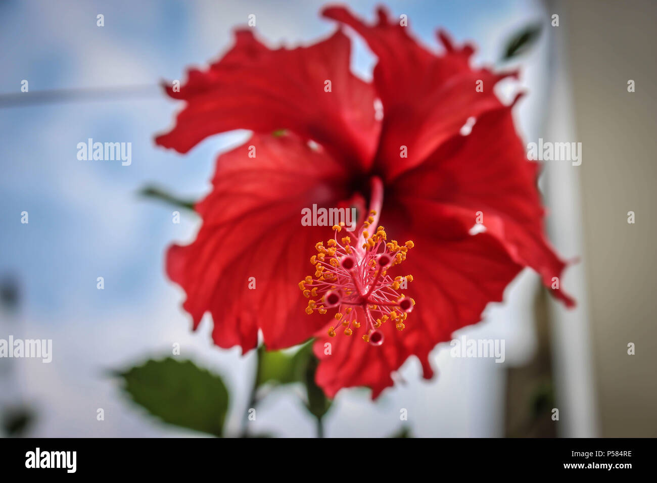 Hibiscus psyche hi-res stock photography and images - Alamy
