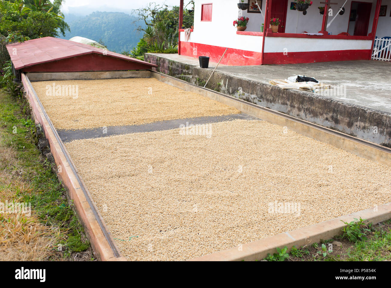 Coffee drying colombia farmer hi-res stock photography and images - Alamy