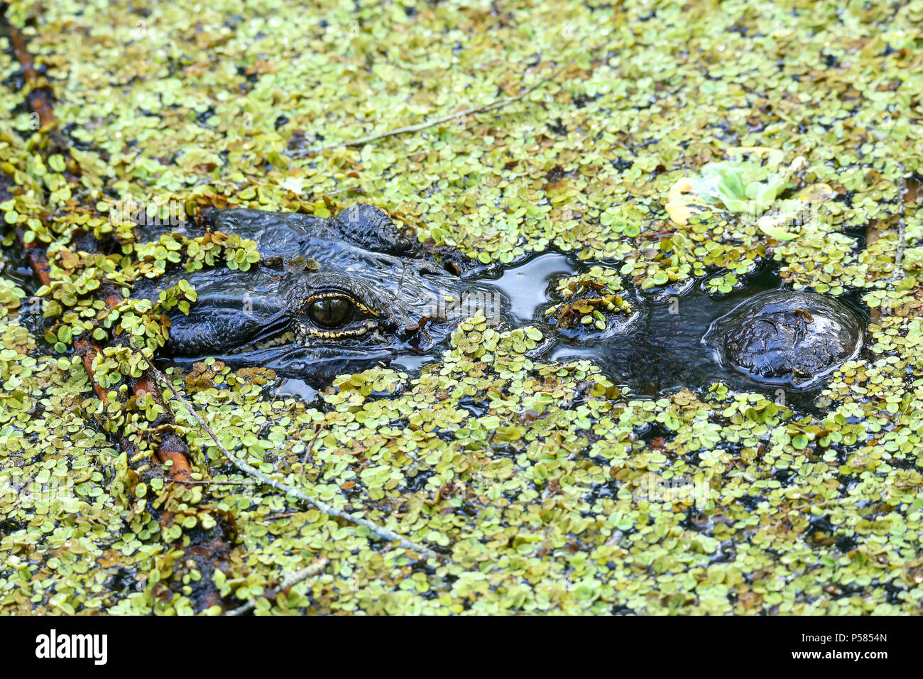 Portrait of Alligator (Alligator mississippiensis) floating in a swamp ...