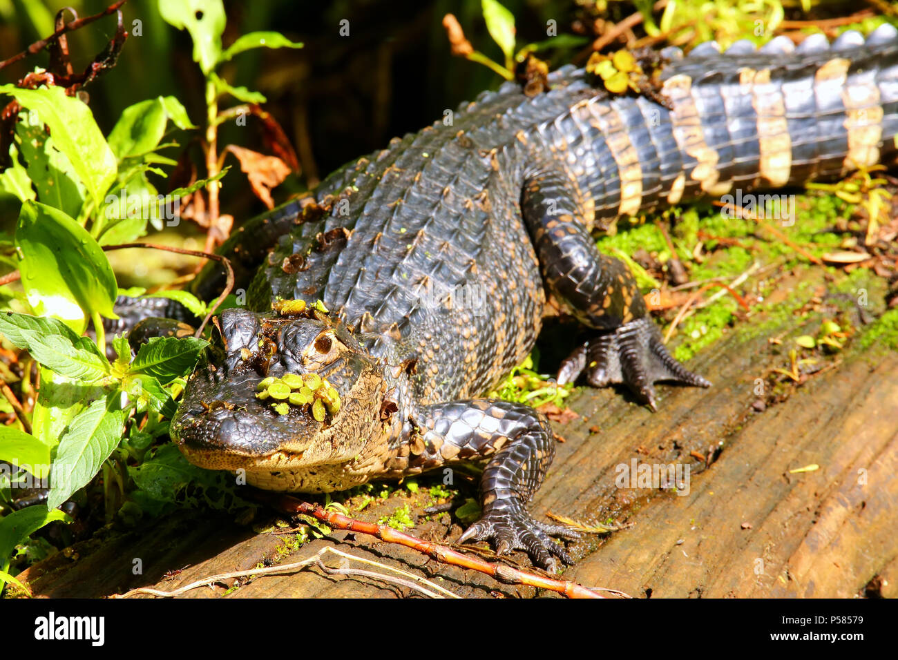 Alligator (Alligator mississippiensis) resting on a log Stock Photo - Alamy