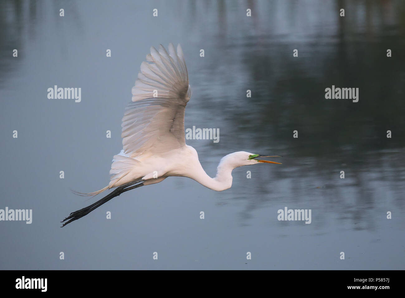 Flying into rookery hi-res stock photography and images - Alamy