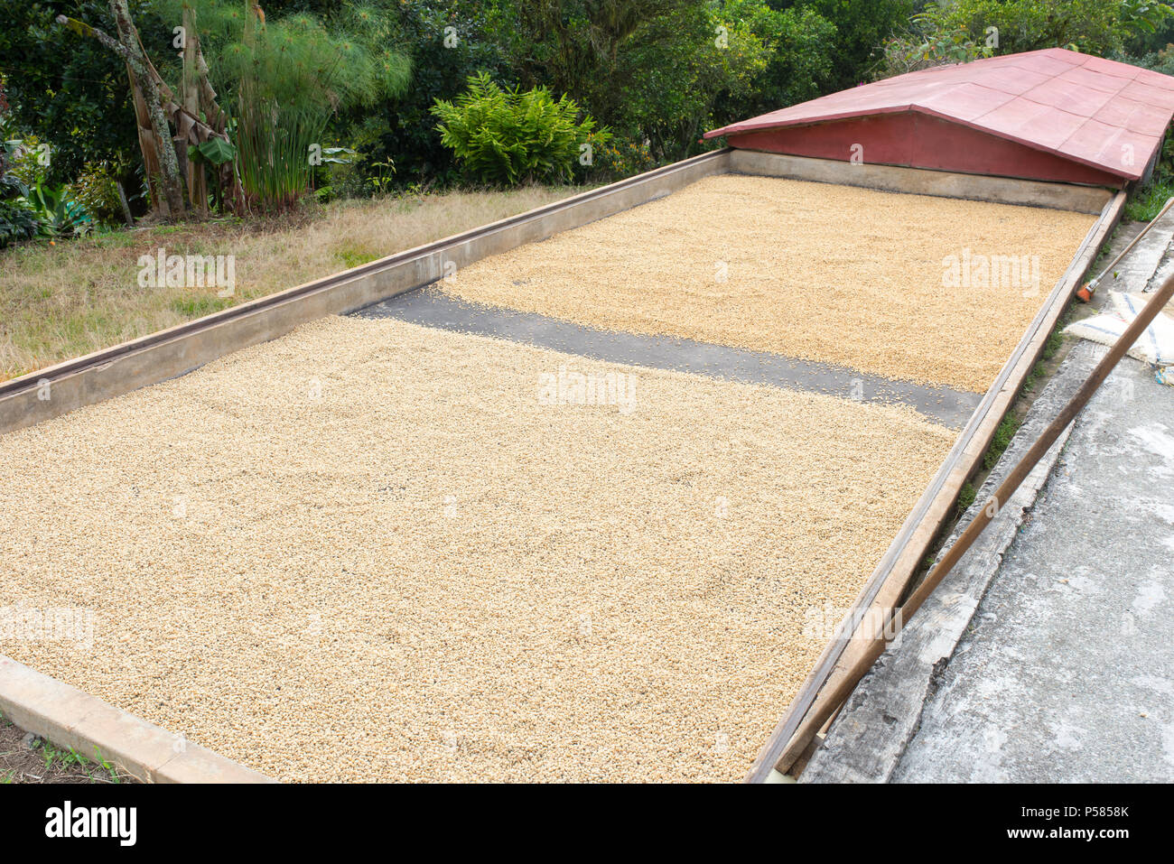 drying coffee on plantation Stock Photo - Alamy