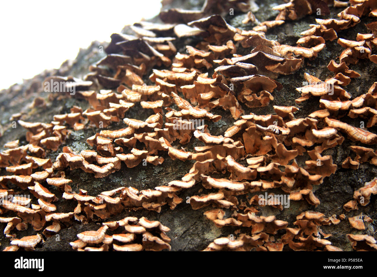 Stump tail hi-res stock photography and images - Alamy