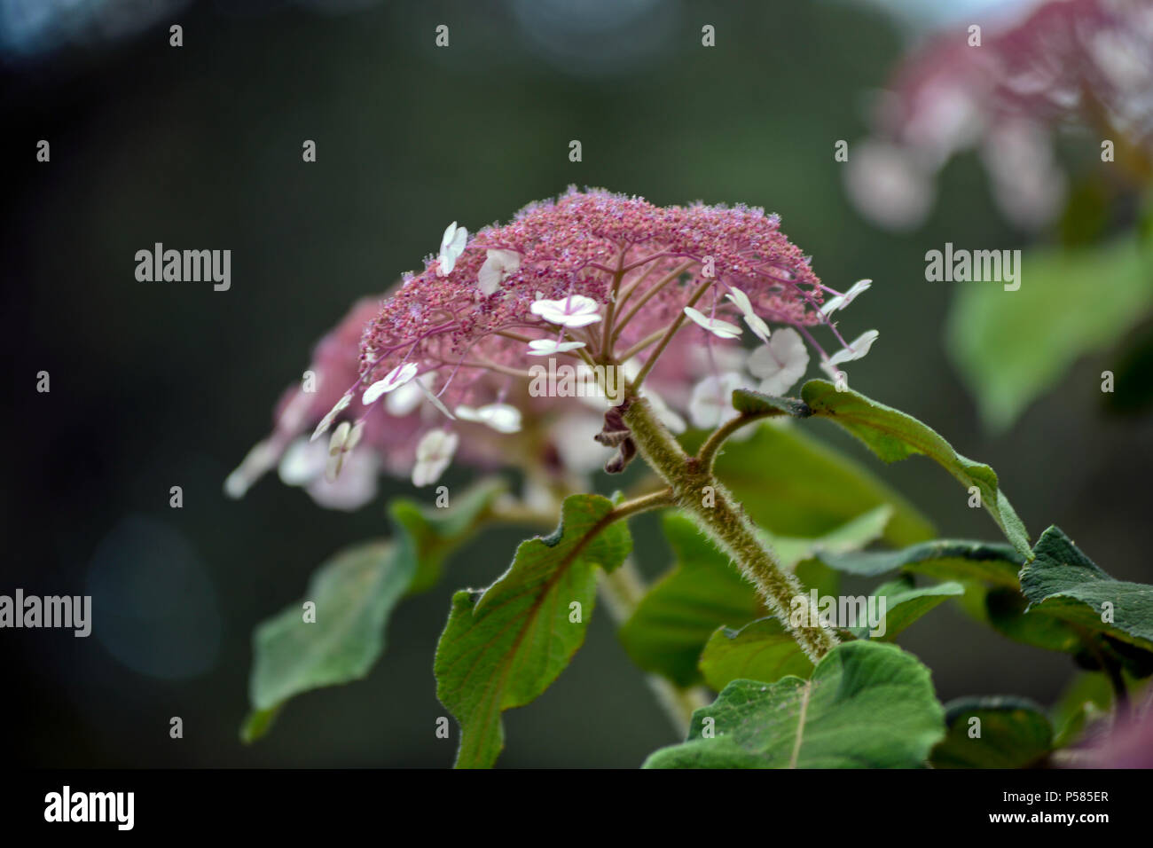 Hydrangea serrata (mountain hydrangea, tea of heaven) Oslo Botanical ...