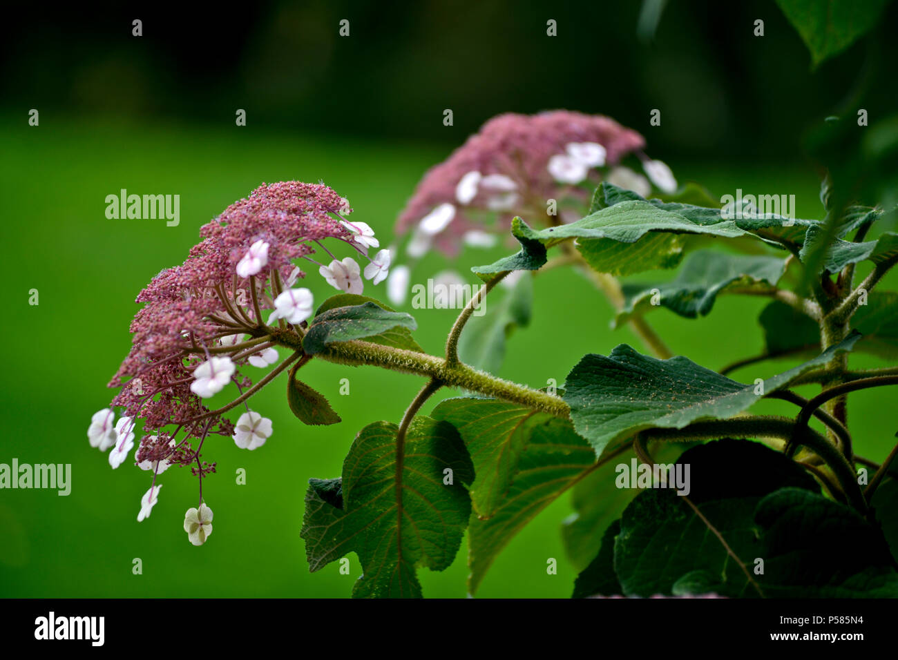 Hydrangea serrata (mountain hydrangea, tea of heaven) Oslo Botanical ...