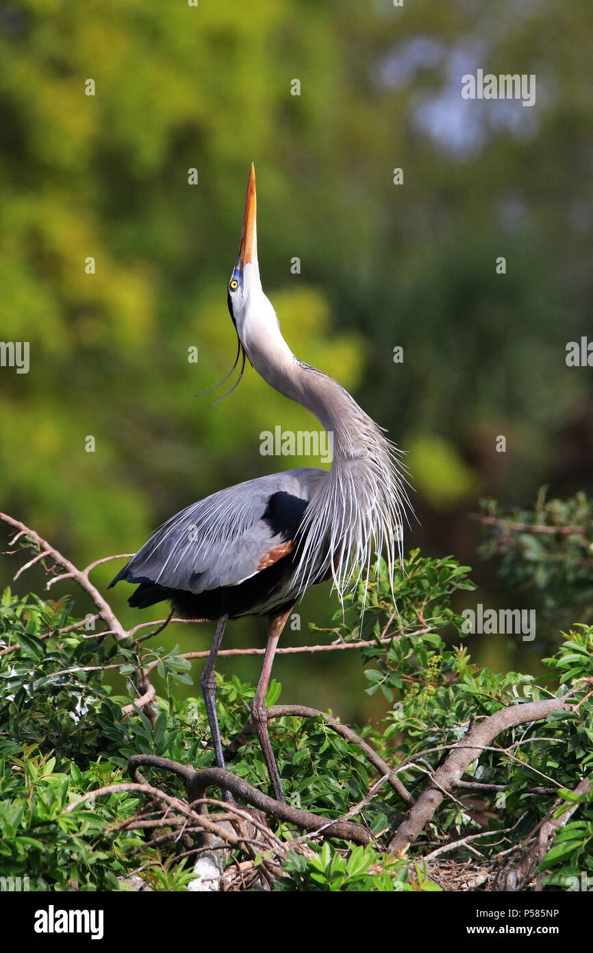 Great Blue Heron Ardea Herodias In Breeding Display It Is The
