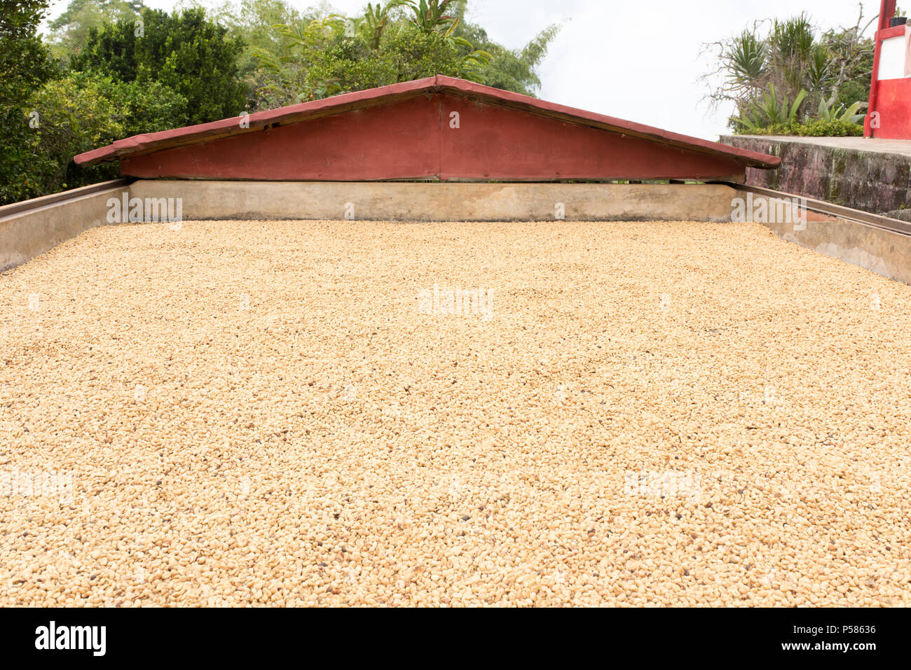 drying coffee on plantation Stock Photo - Alamy