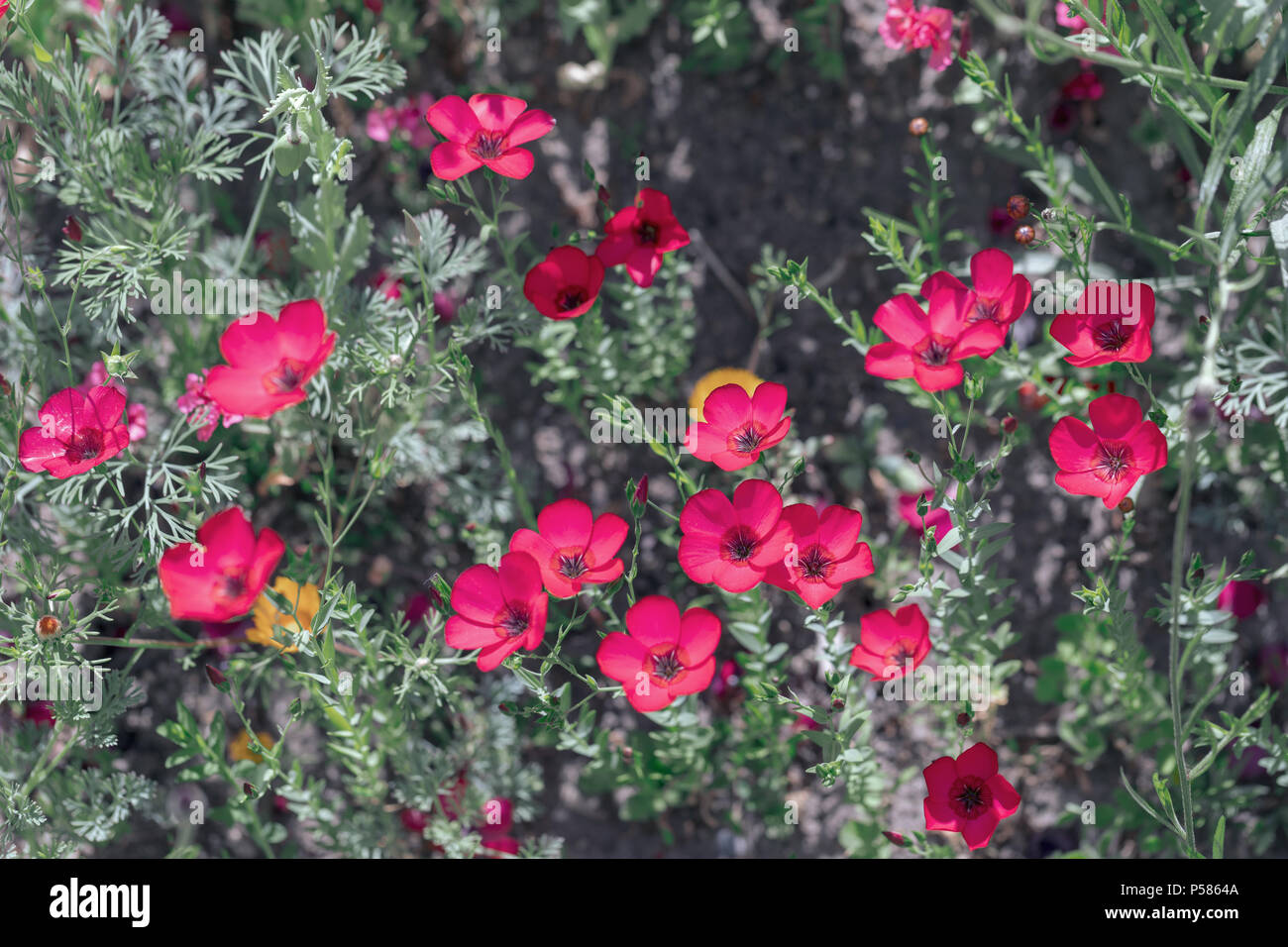 Denmark flowers hi-res stock photography and images - Alamy