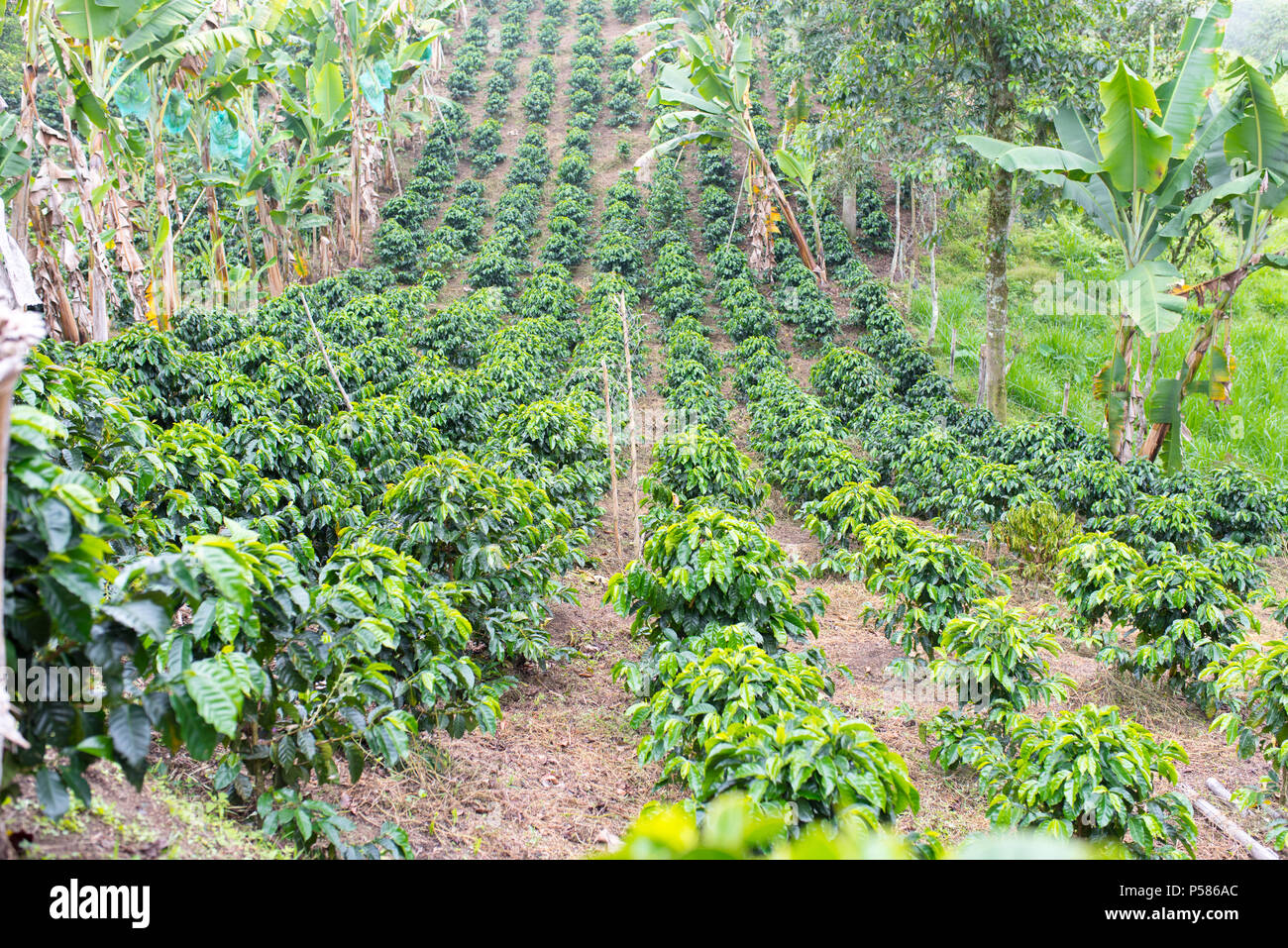 Coffee plantation landscape hi-res stock photography and images - Alamy