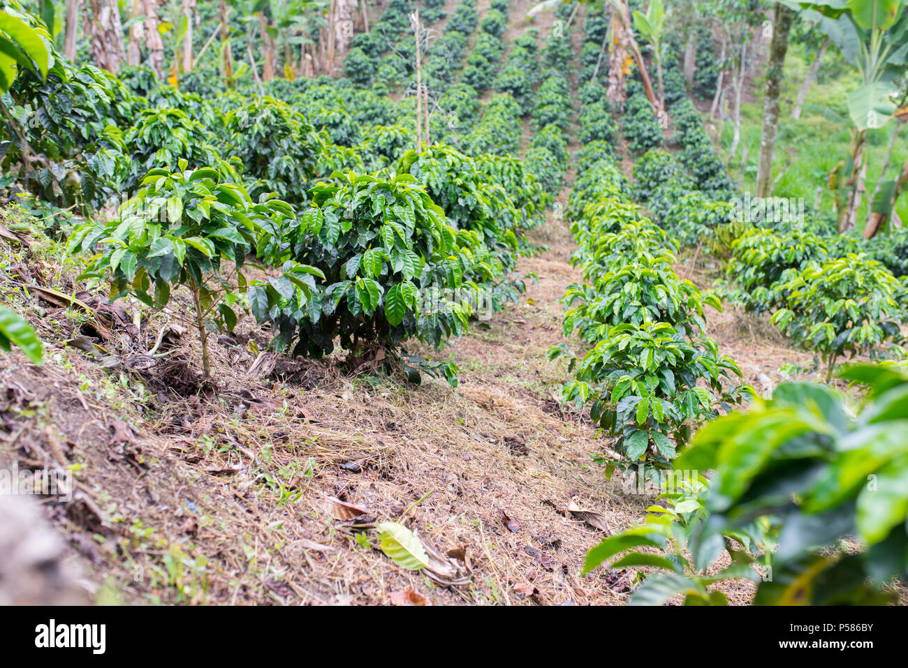 Coffee plantation landscape hi-res stock photography and images - Alamy