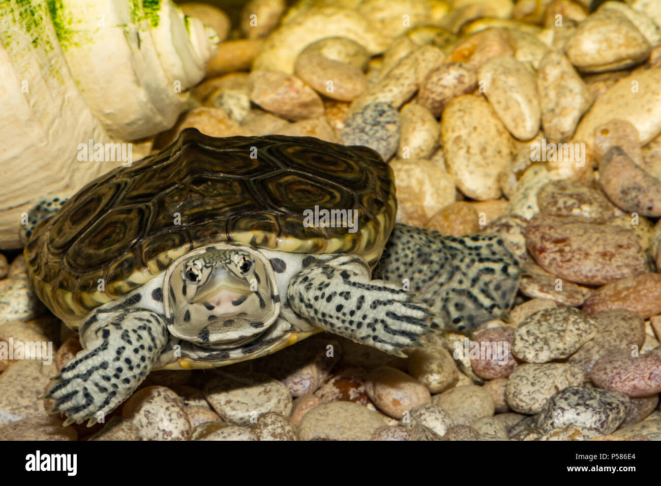 Diamondback Terrapin (Malaclemys terrapin Stock Photo - Alamy