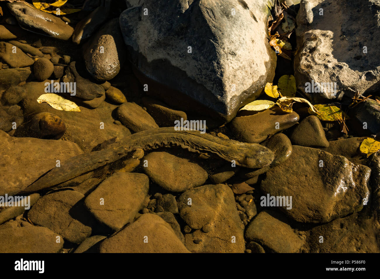 An Eastern Hellbender foraging for food in a river in Pennsylvania ...