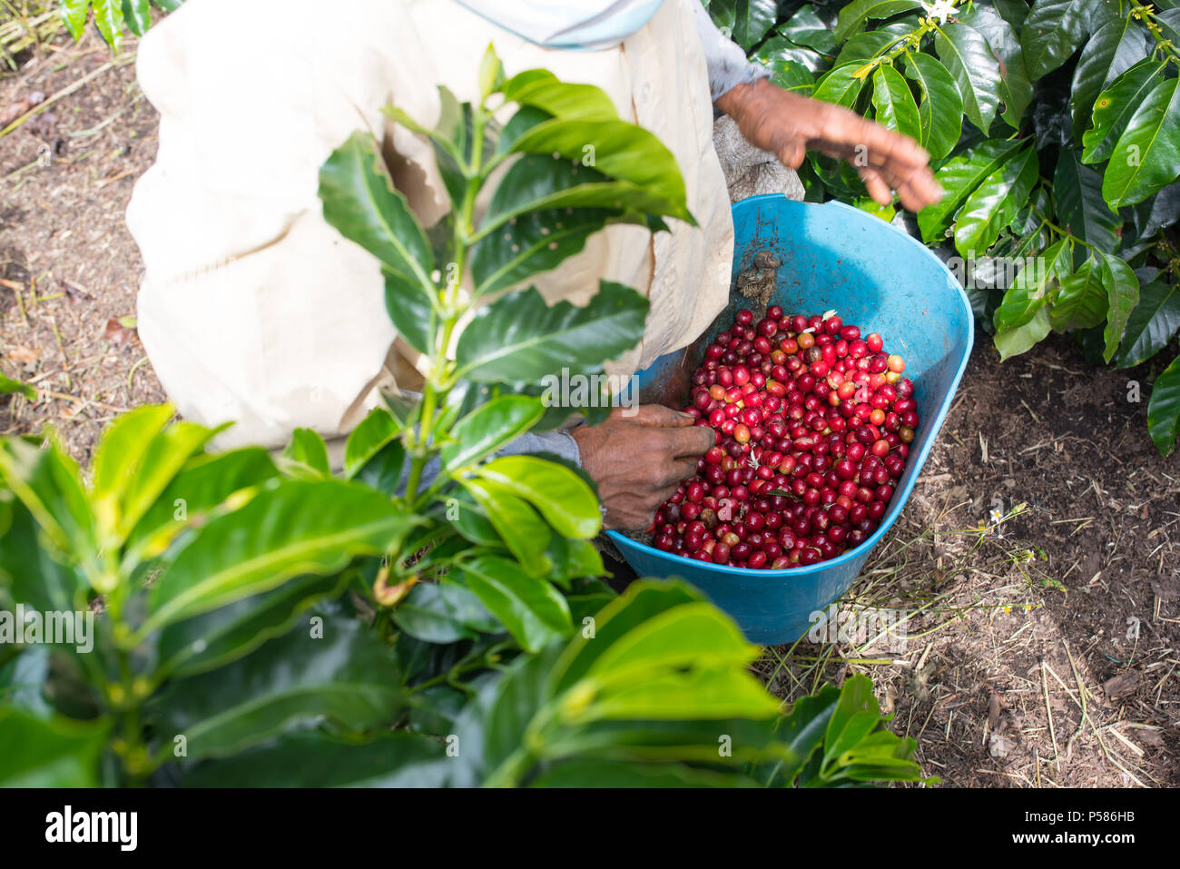 Coffee farmer picking coffee on a coffee plantation Stock Photo - Alamy