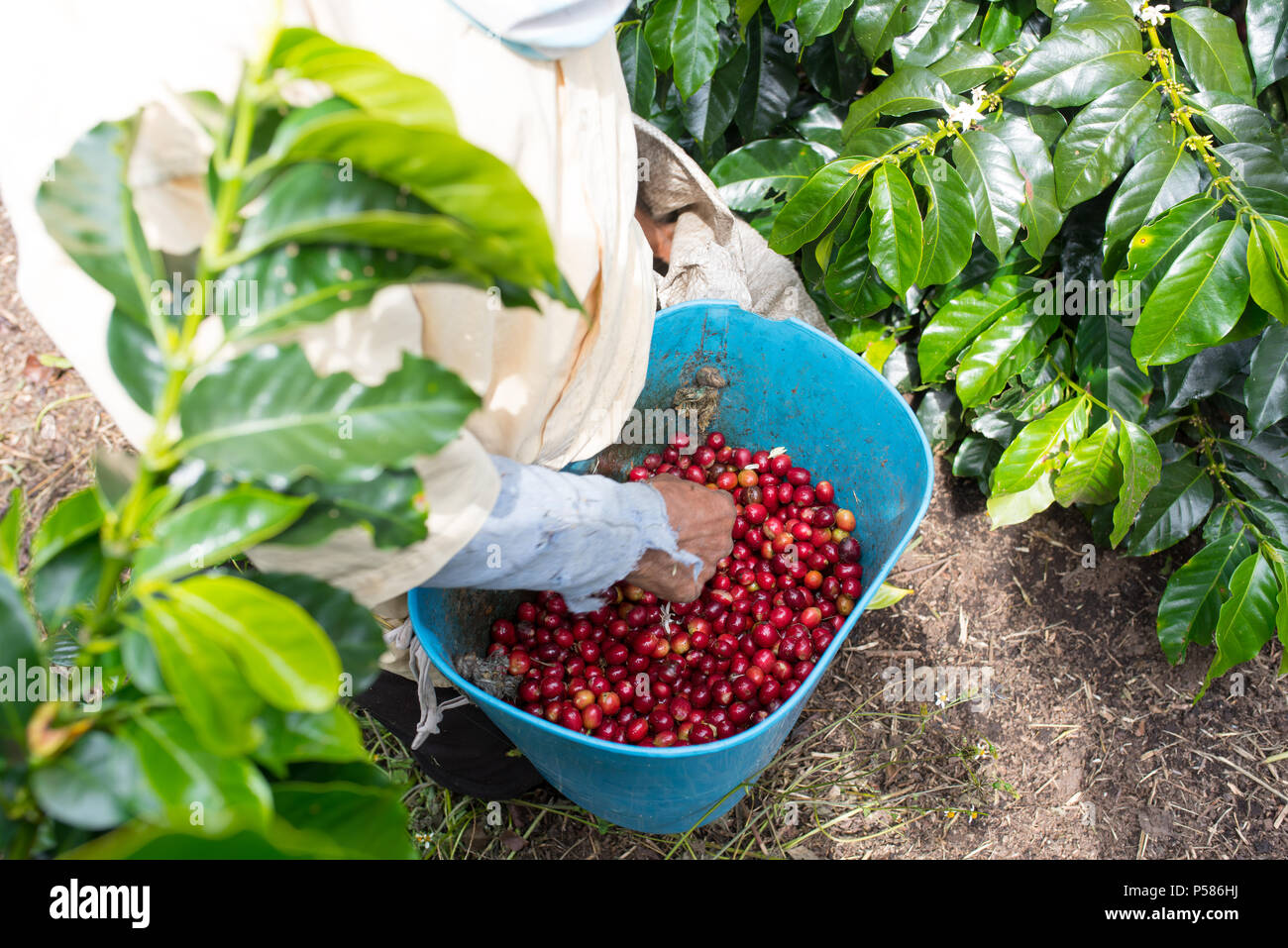 Coffee farmer picking coffee on a coffee field Stock Photo - Alamy