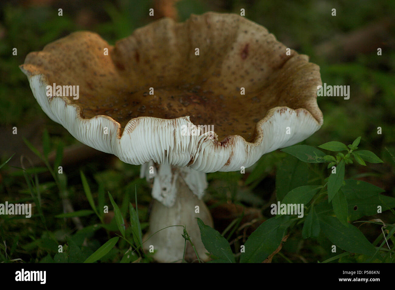 Dark mushroom species hi-res stock photography and images - Alamy