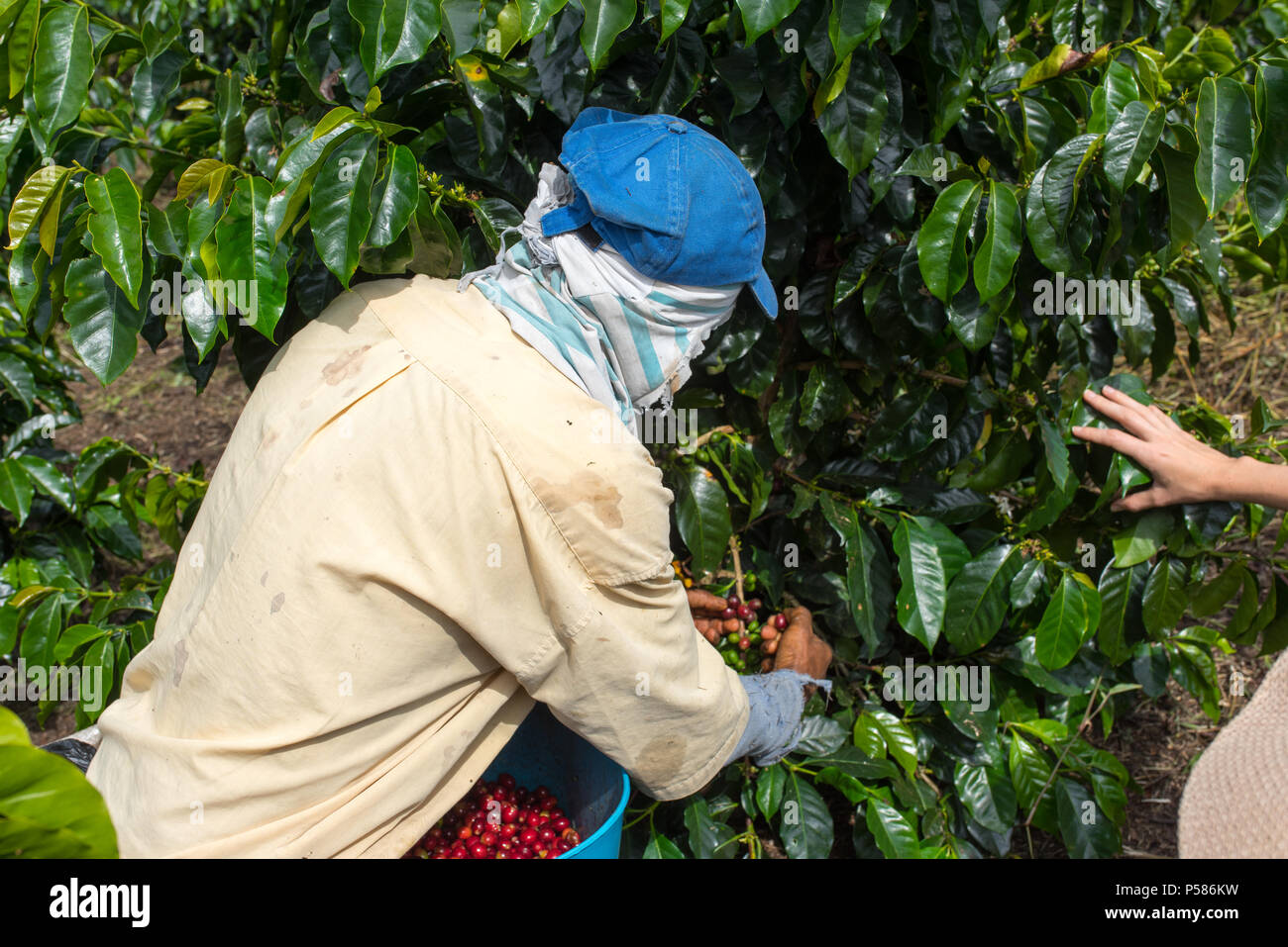 Coffee farmer picking coffee on a coffee plantation Stock Photo - Alamy