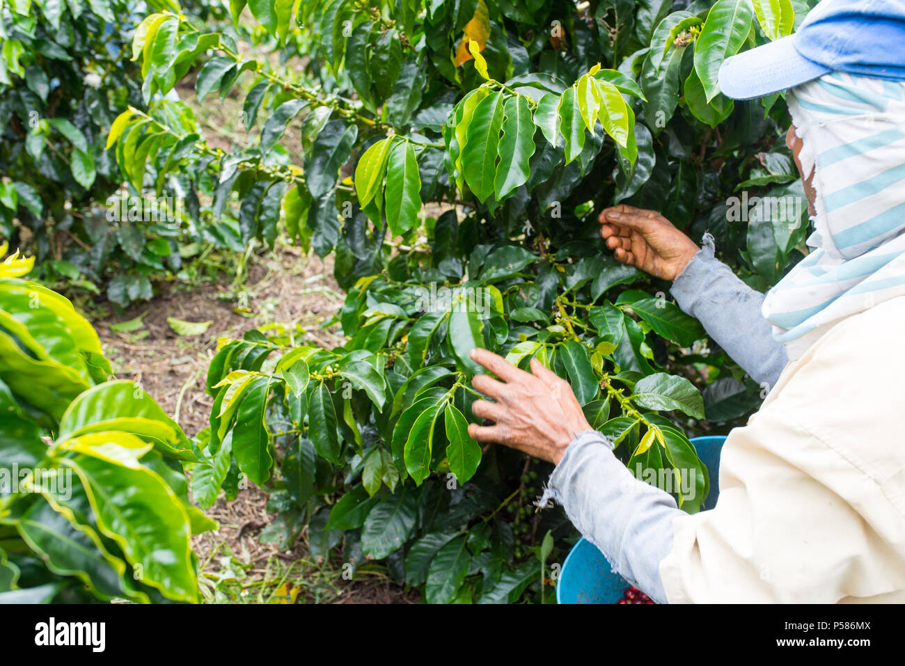 Coffee farmer picking coffee on a coffee plantation Stock Photo - Alamy