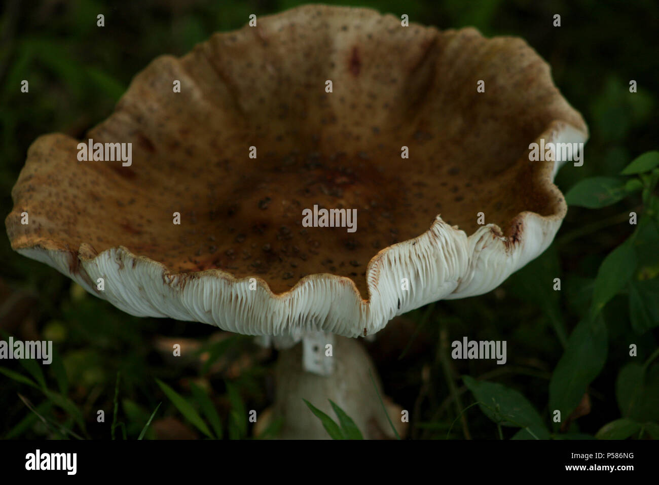 Dark mushroom species hi-res stock photography and images - Alamy