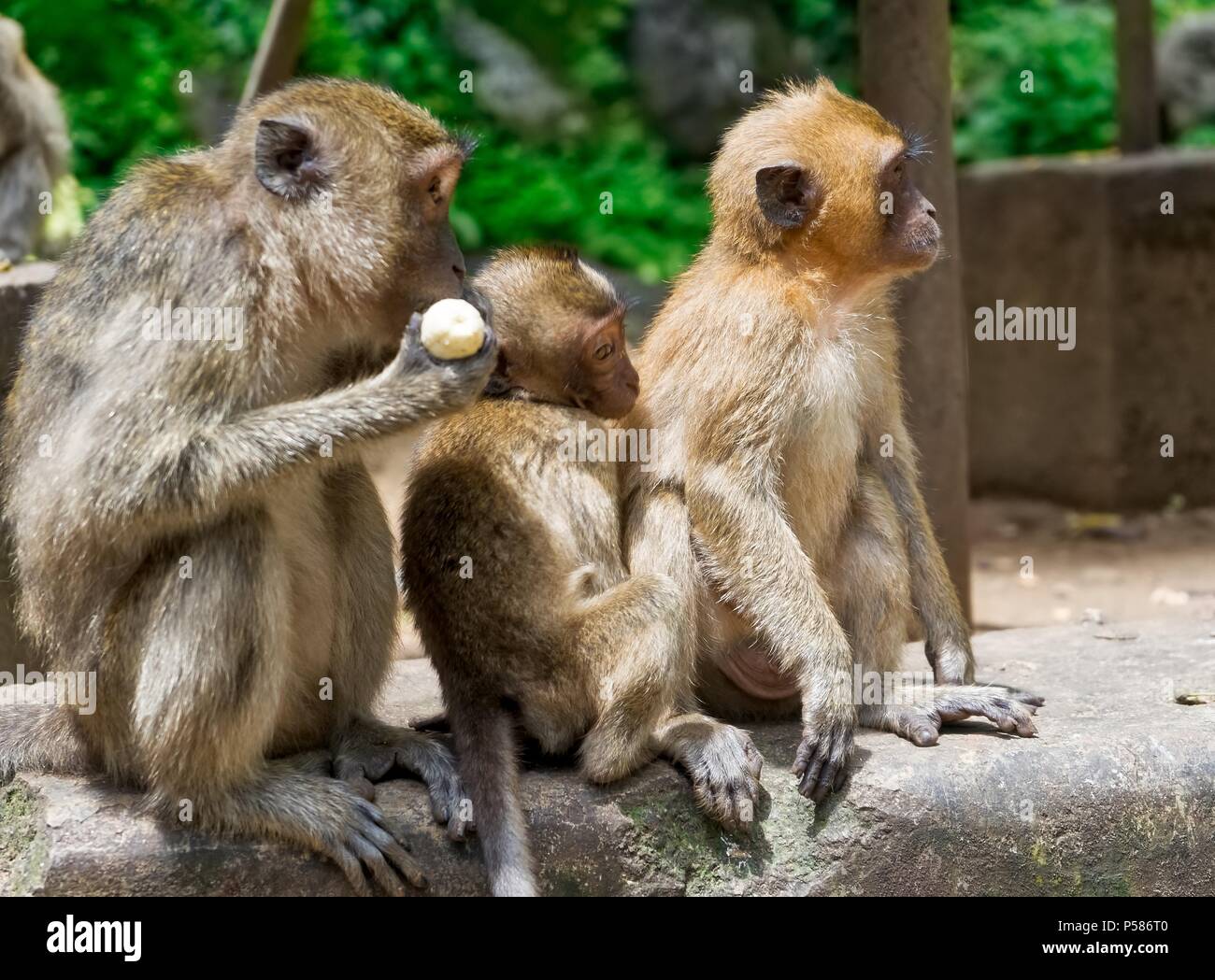 Group of macaque monkeys sitting together at Monkey Mountain Stock ...