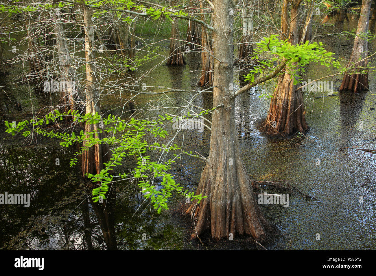 Bald cypress trees reflection in hi-res stock photography and images ...
