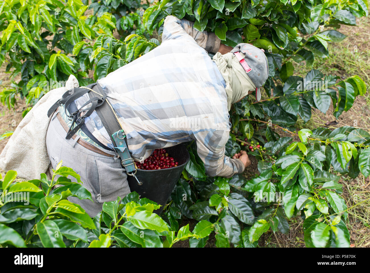 Coffee farmer picking coffee on a coffee plantation Stock Photo - Alamy