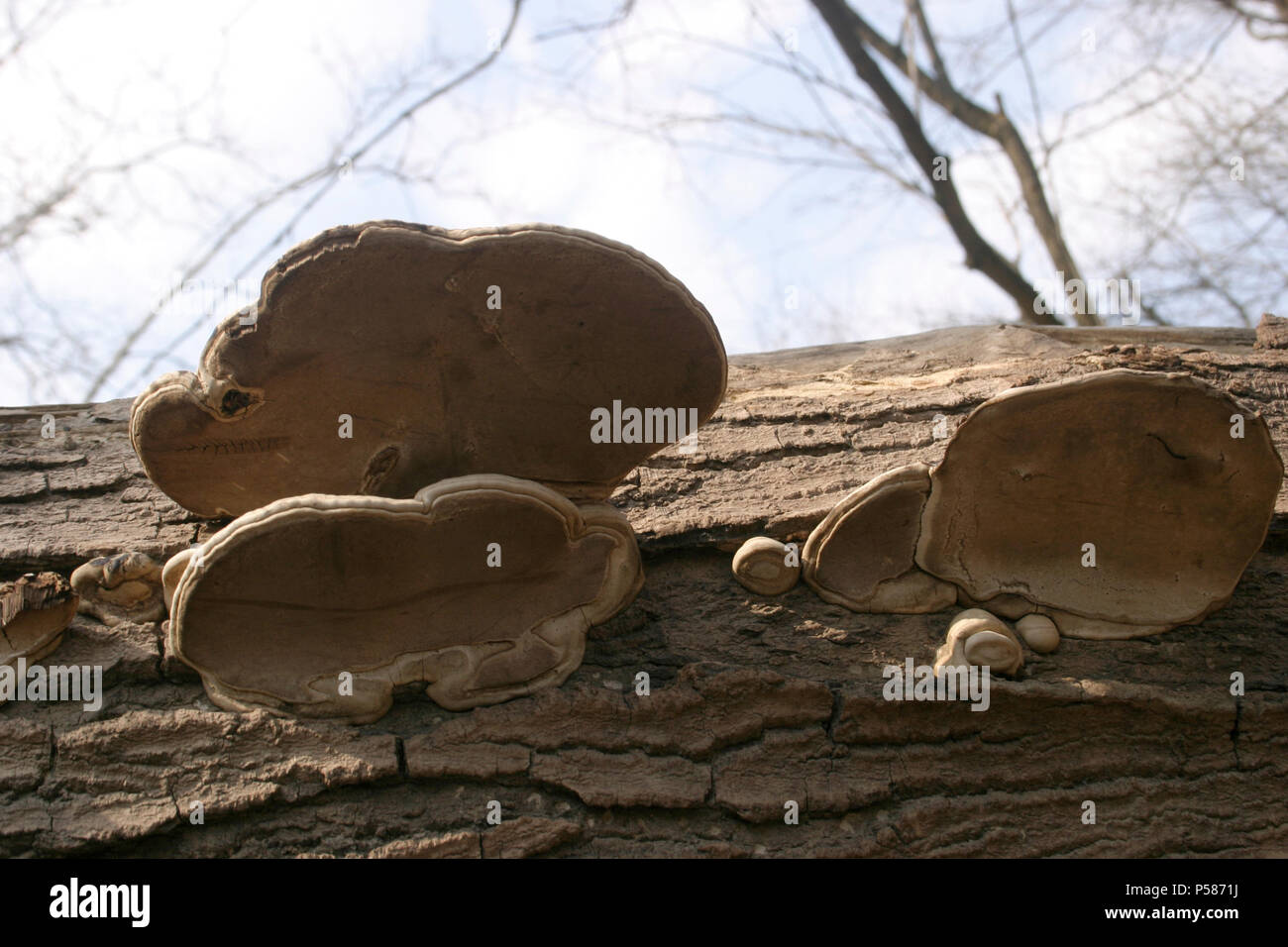Fungus on dead tree stump hi-res stock photography and images - Alamy