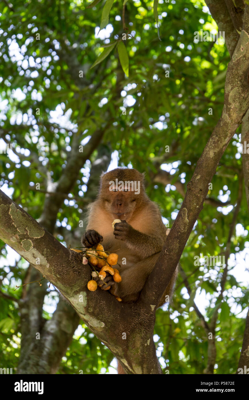 Suwan mountain hi-res stock photography and images - Alamy