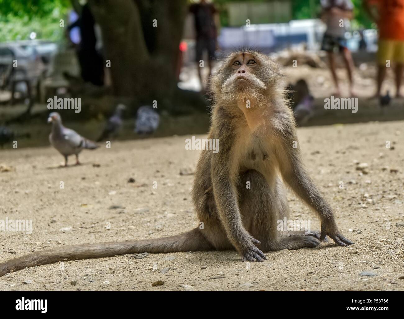 Monkey moving climbing in zoo hi-res stock photography and images - Alamy
