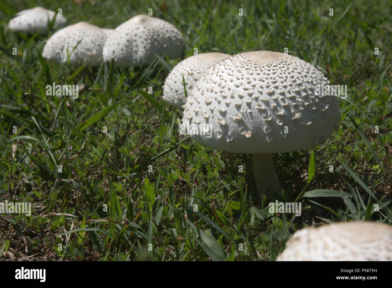 Field mushroom hi-res stock photography and images - Alamy