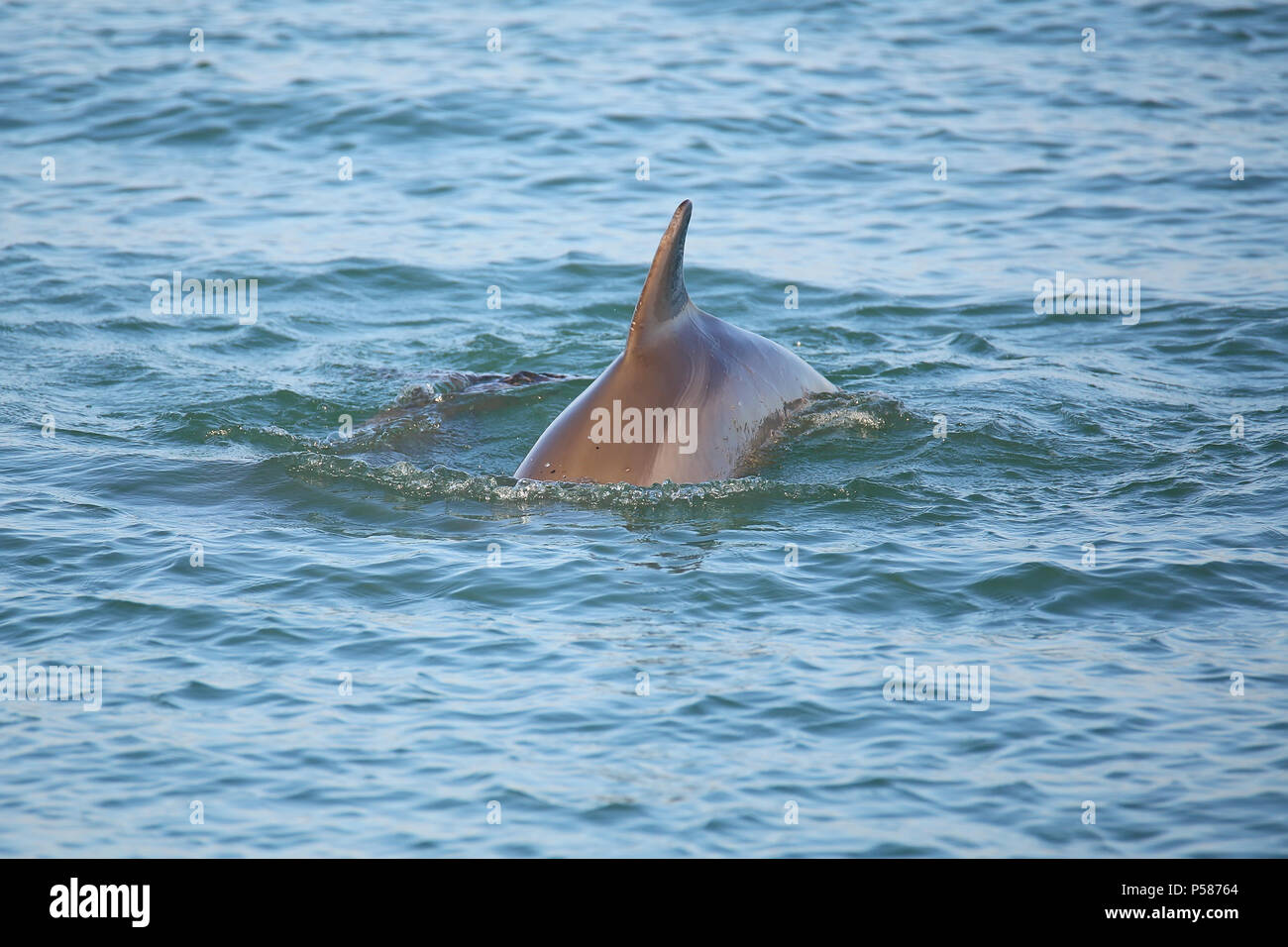 Common bottlenose dolphin showing dorsal fin near Sanibel island in ...