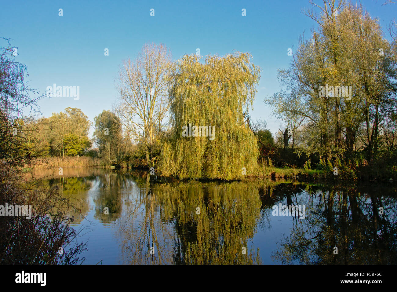 Pond with weeping willow and other trees on a sunny day with clear blue ...