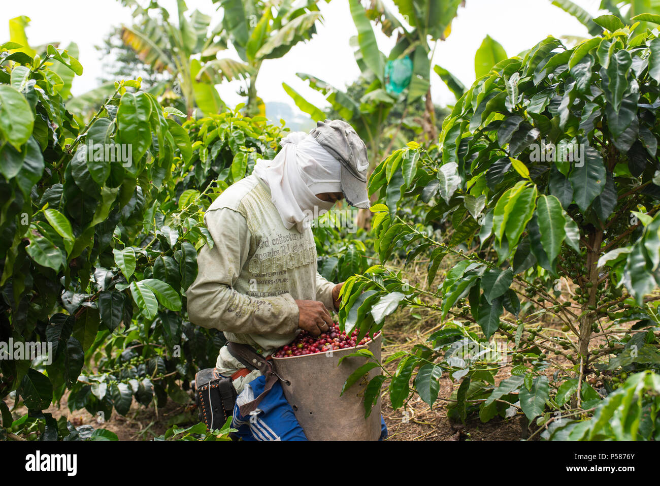 Coffee farmer picking coffee on a coffee plantation Stock Photo - Alamy